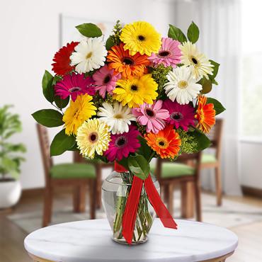 colourful gerberas